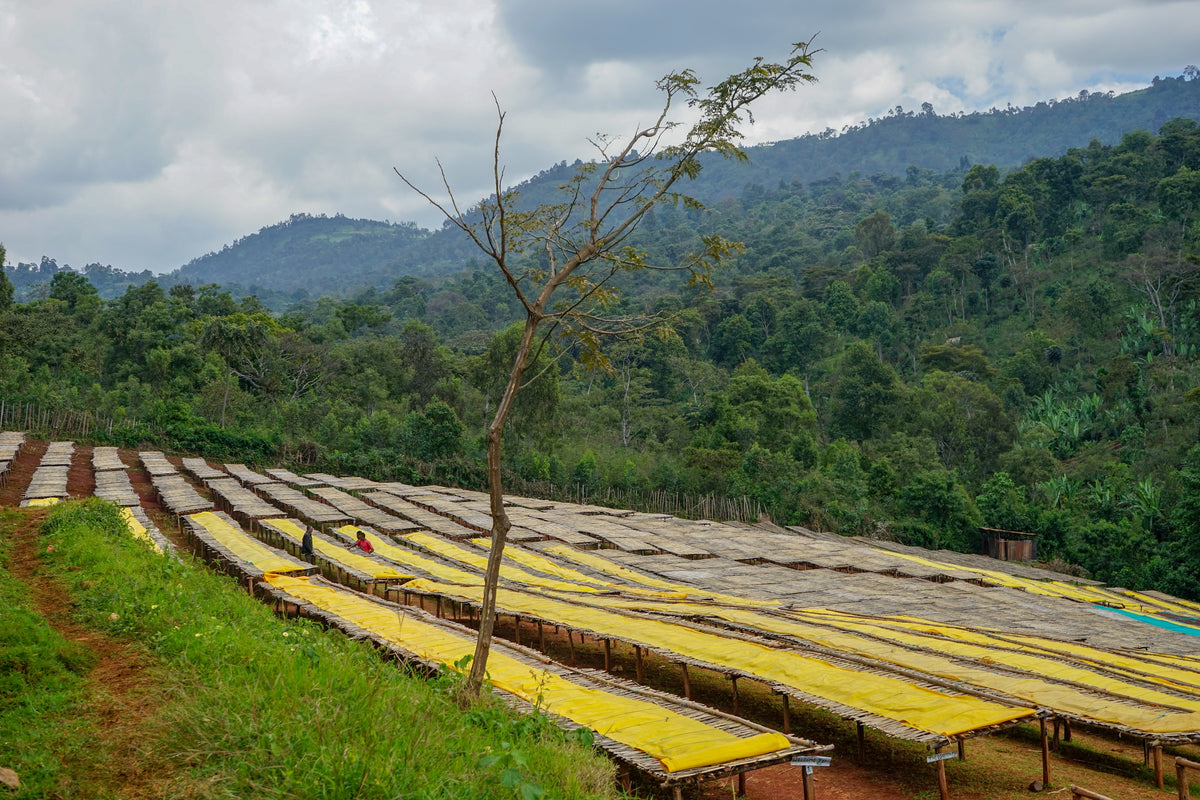 Ethiopia Kochere – The Town Roaster