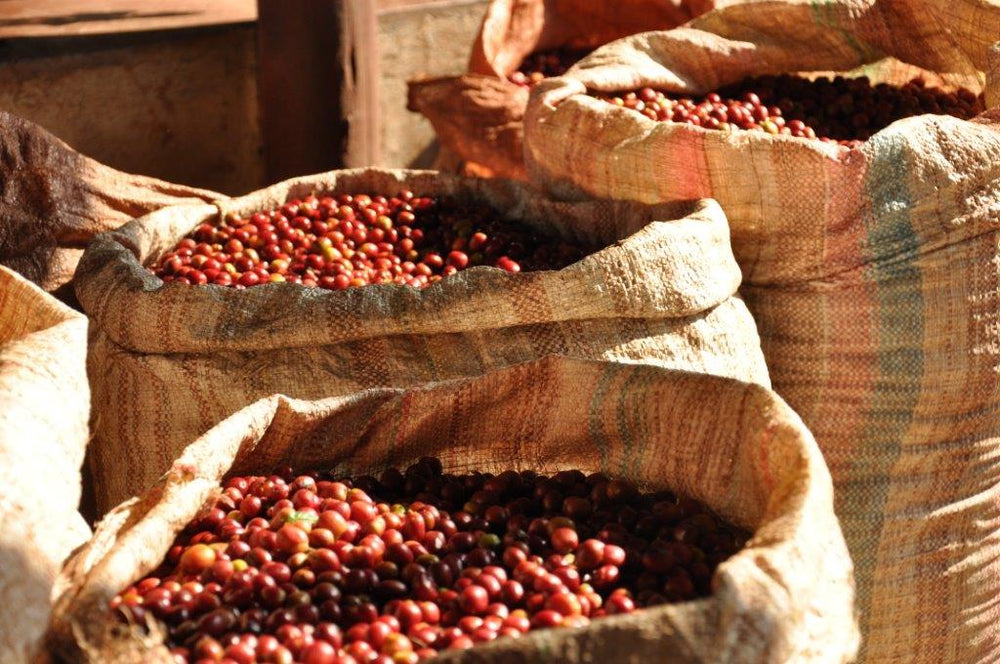 Ethiopia Yirgacheffe Aricha – The Town Roaster